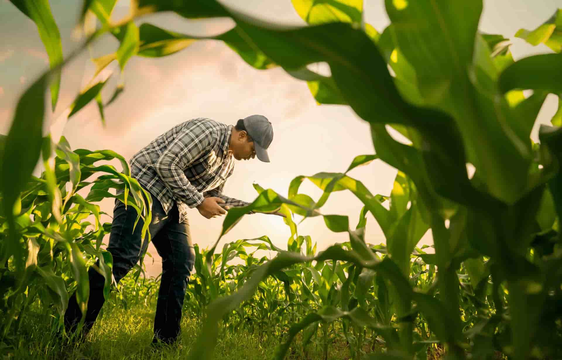 Bayer Crop Science India